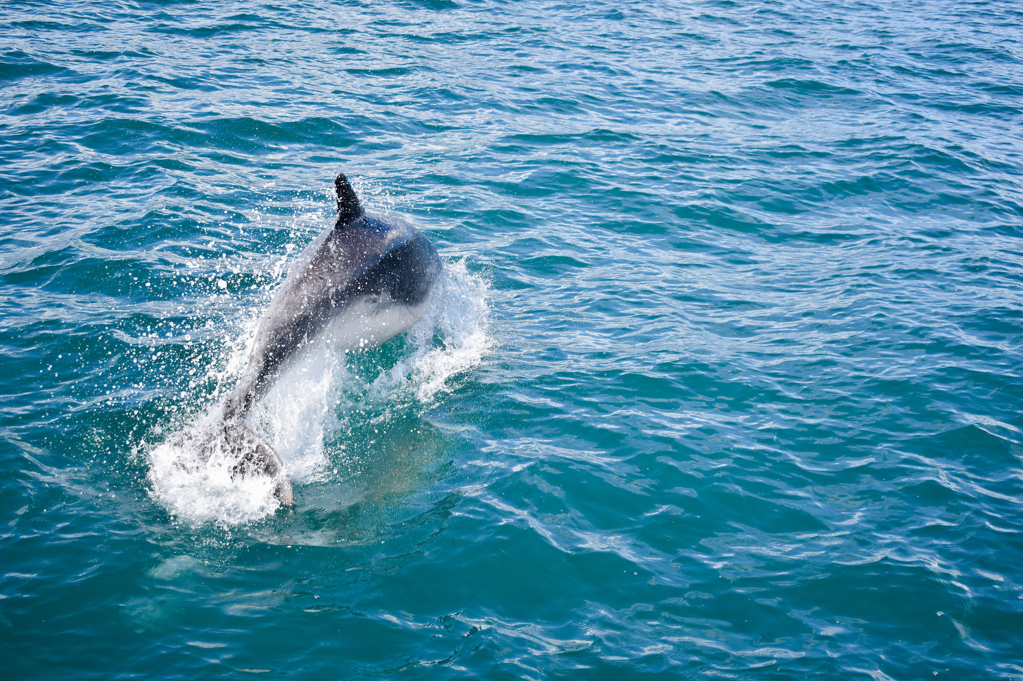 Pelorus Mail Boat Cruise and Tour - Marlborough New Zealand