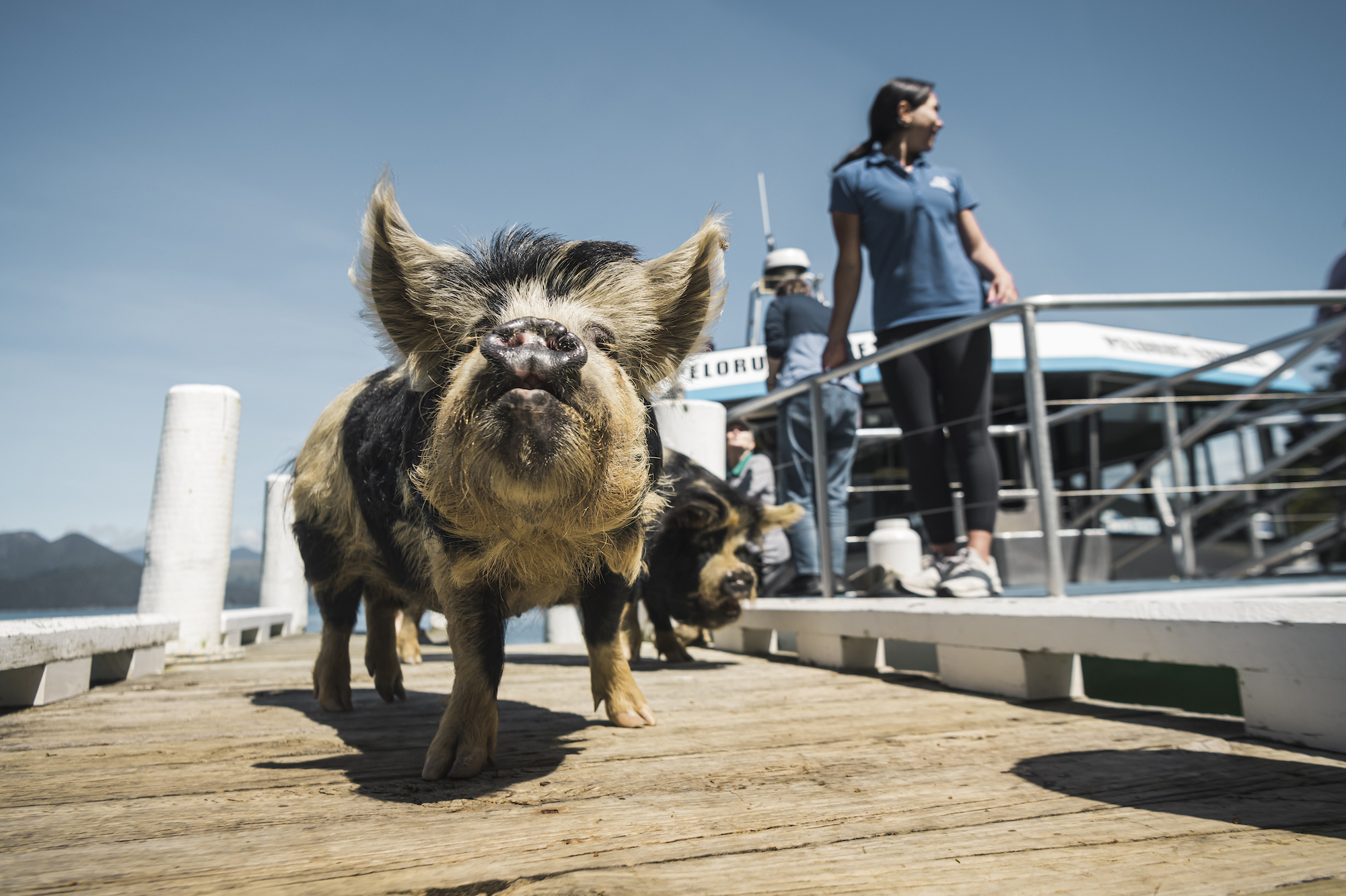 Saturday Cruise - Pelorus Mail Boat, Marlborough New Zealand