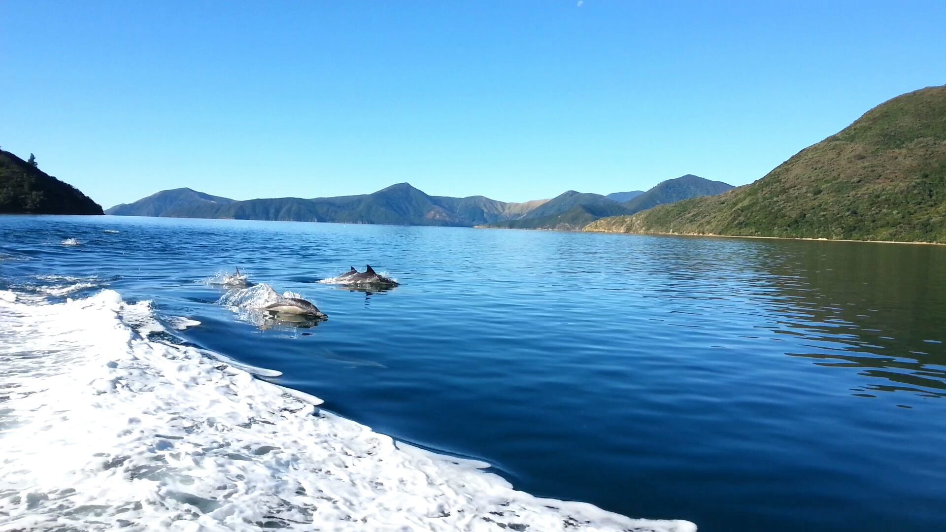 About us - Pelorus Mail Boat - Marlborough, New Zealand