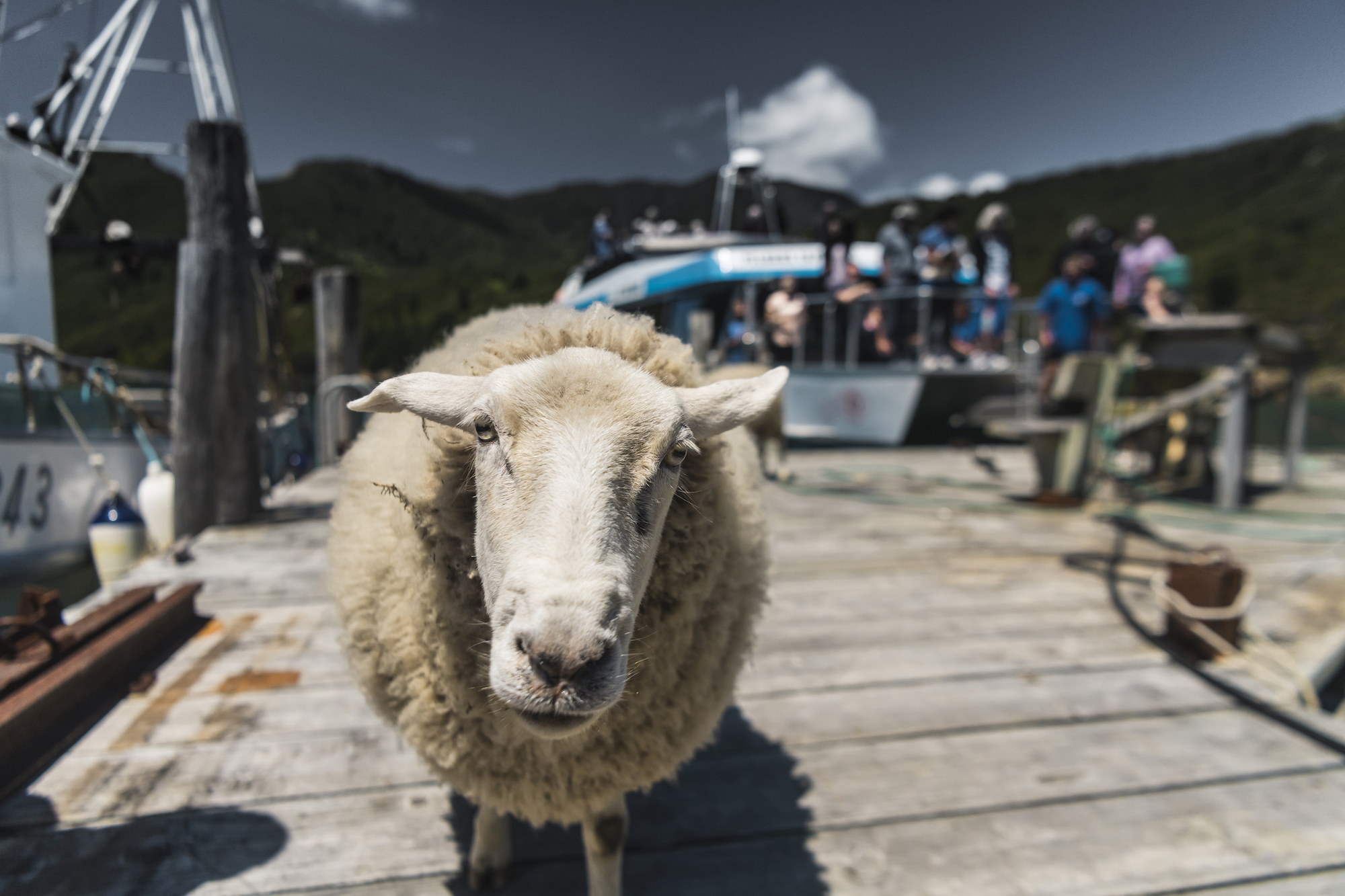 Pelorus Mail Boat Cruise and Tour - Marlborough New Zealand